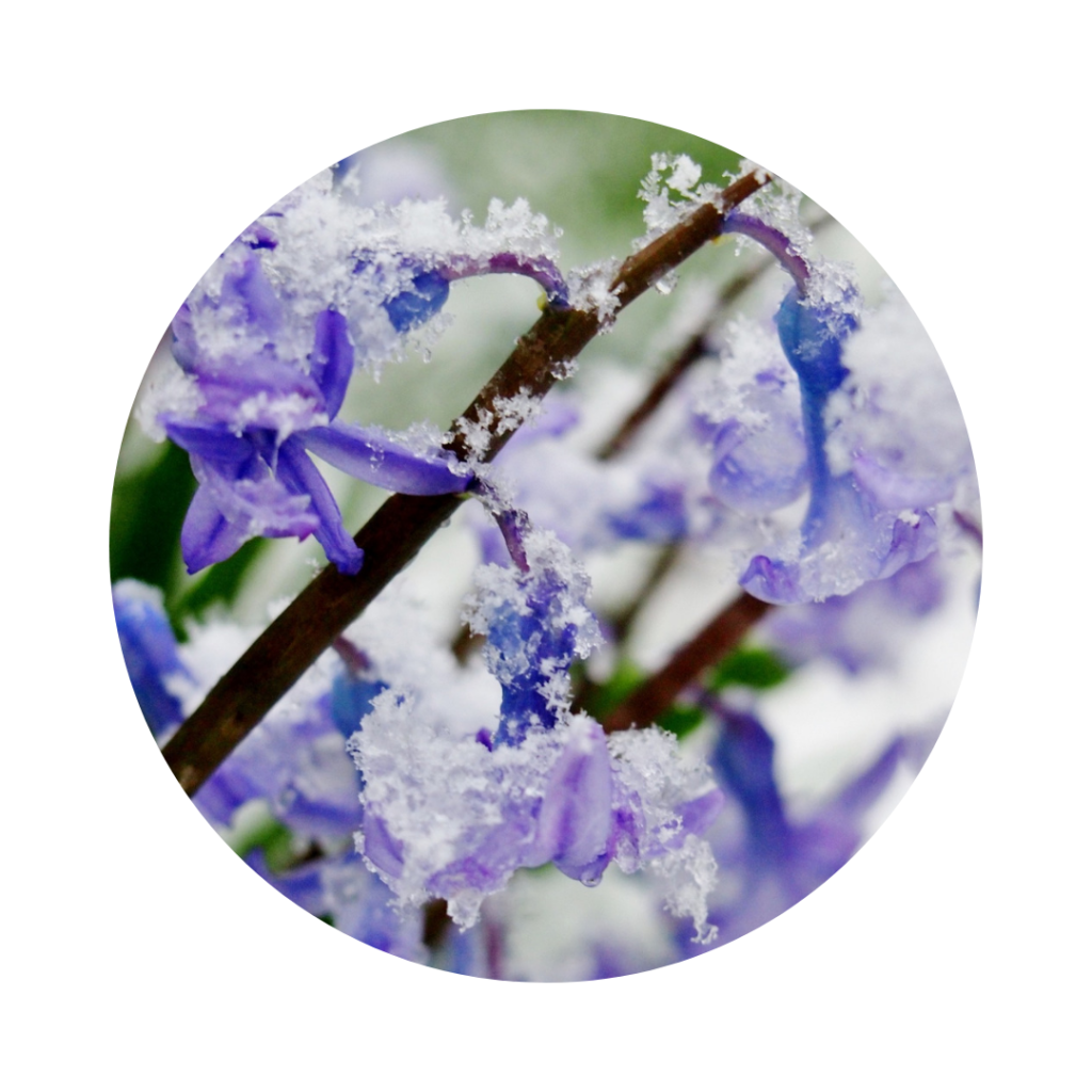 Qu'est ce qu'une plante Vivace ? - Le jardin de Rodolphe