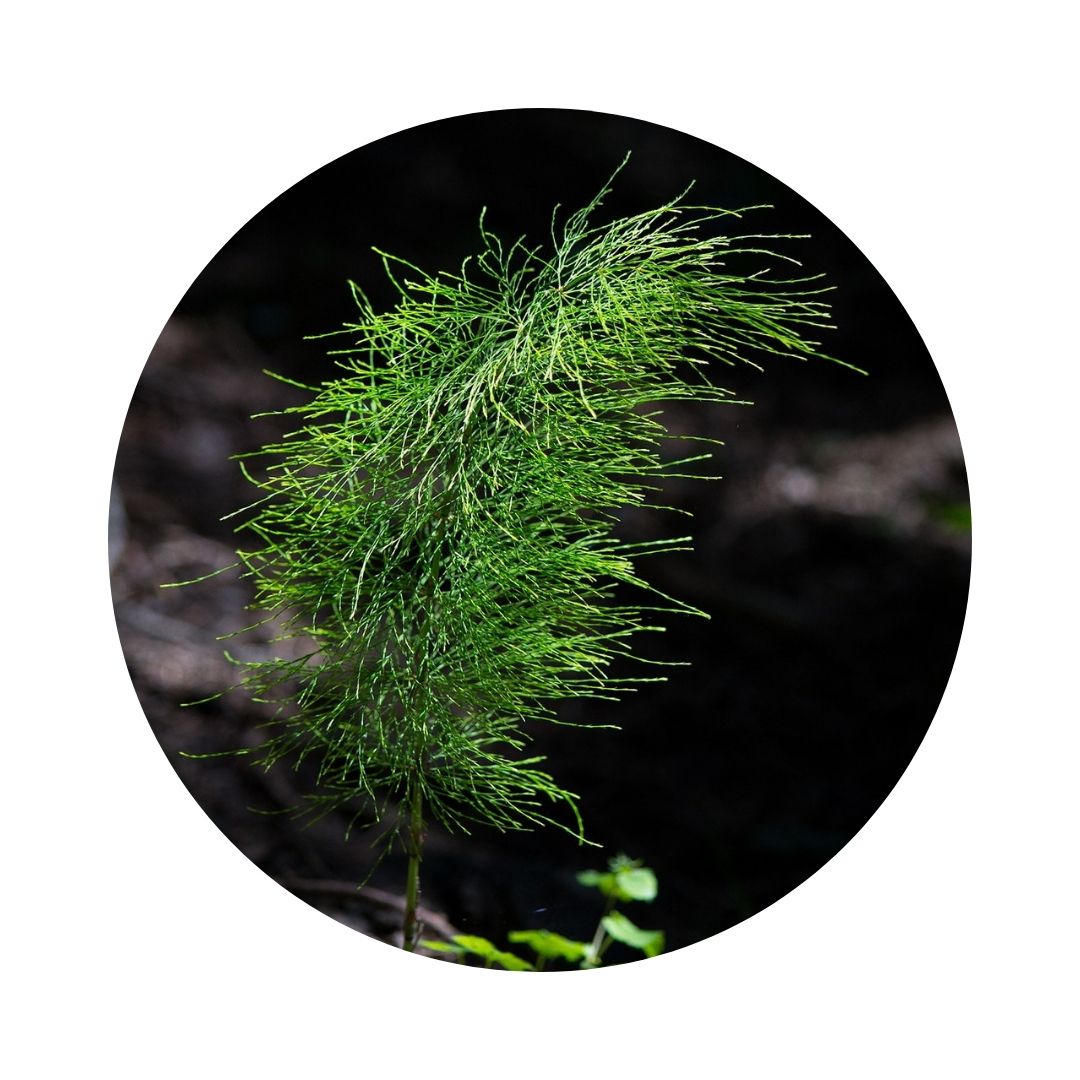 Purin de Prêle - Le jardin de Rodolphe