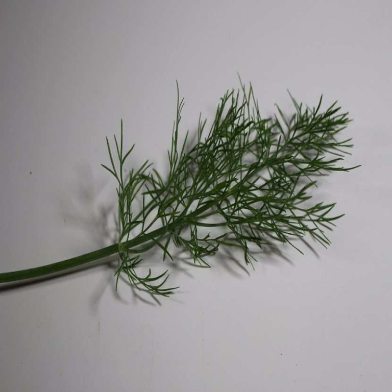 Fenouil commun - Foeniculum vulgare - Romain - le Jardin de Rodolphe