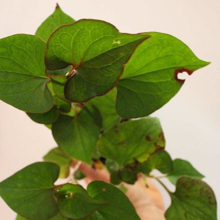 Herbe à poivre ou poivre de chine - Houttuynia cordata - Le jardin de ...