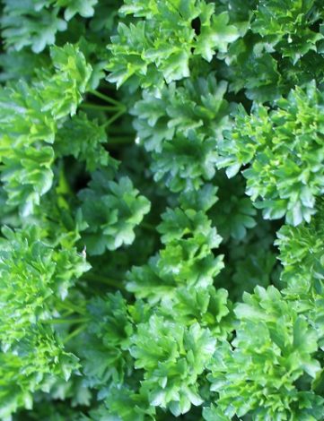 Persils Archives - Le jardin de Rodolphe