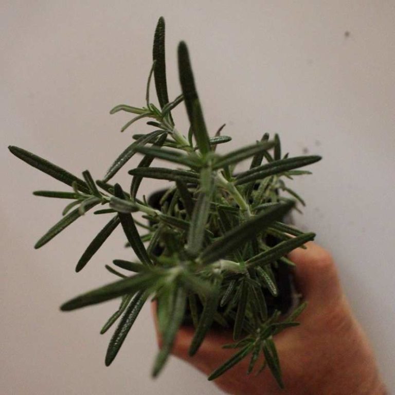 Romarin officinal - Rosmarinus officinalis - le Jardin de Rodolphe