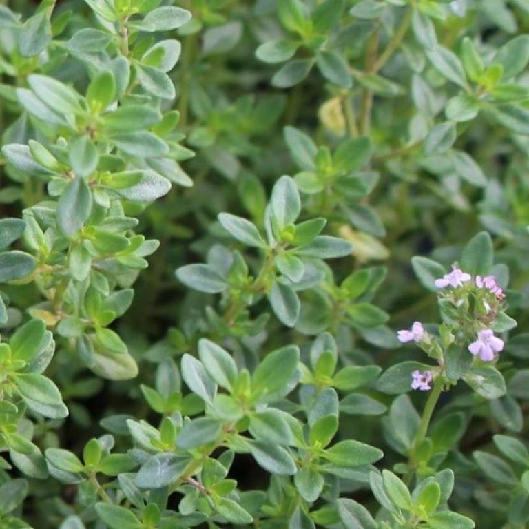 Thym citron - Thymus 'Culinary Lemon' - Le jardin de Rodolphe