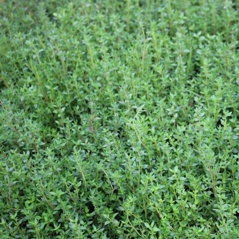 Thym officinal - Thym commun - Thymus vulgaris - Le jardin de Rodolphe