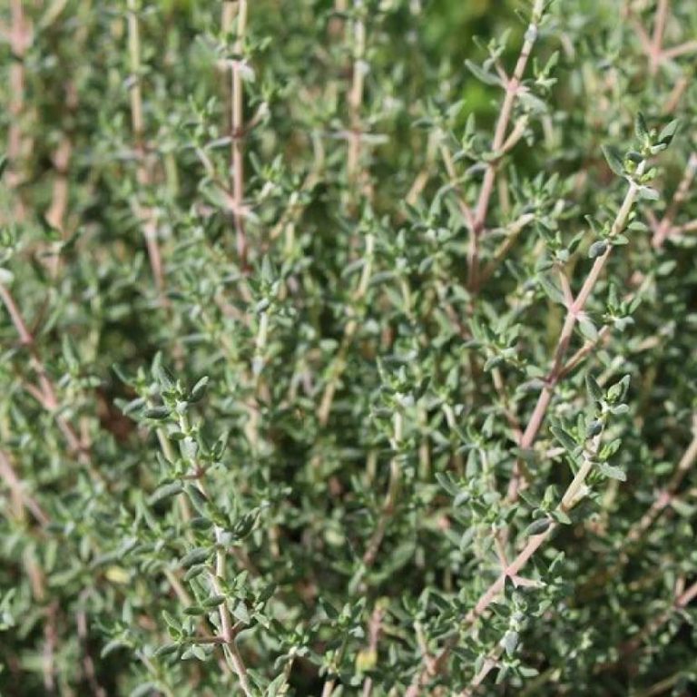 Thym orange - Thymus 'Fragantissimus' - Le jardin de Rodolphe