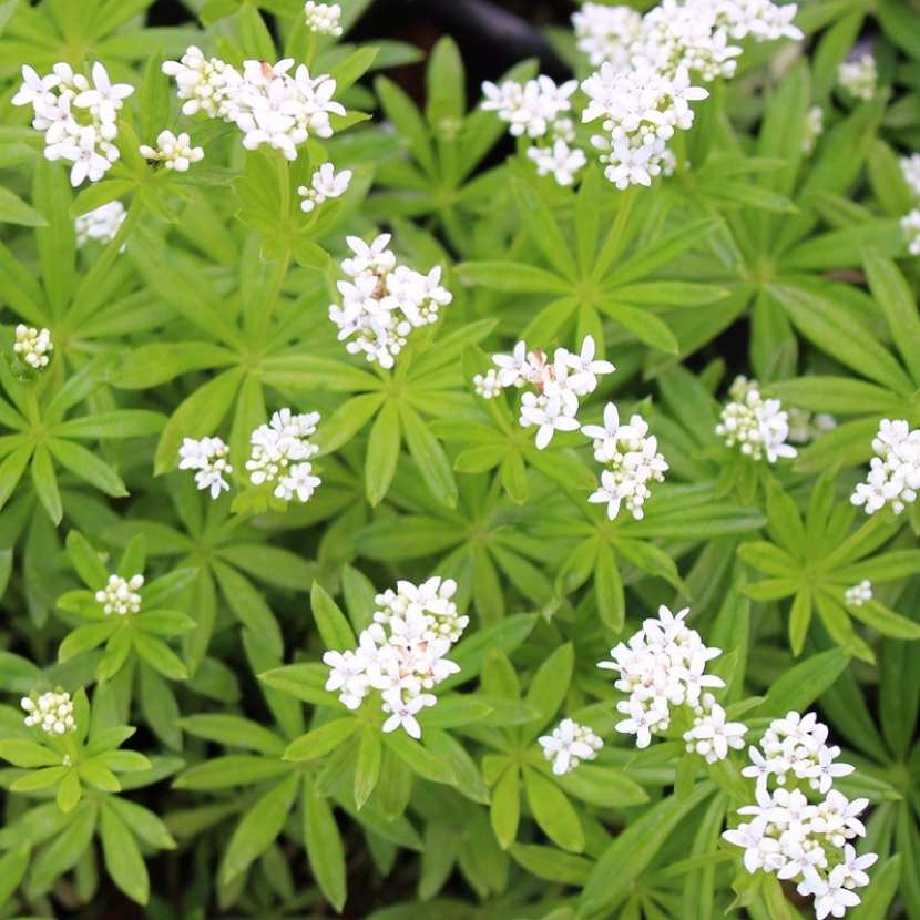 Aspérule odorante - Galium odoratum - Petit Muguet-le jardin de Rodolphe