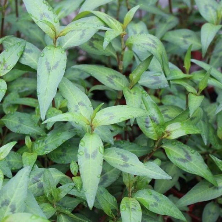 Coriandre vietnamienne – Basilic chinois - Rau ram - le jardin de Rodolphe