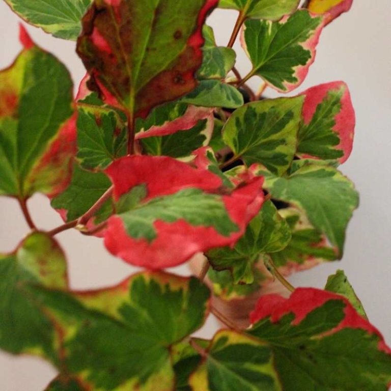 Herbe à poivre panachée - Houttuynia cordata tricolor 'Chameleo n' - Le ...