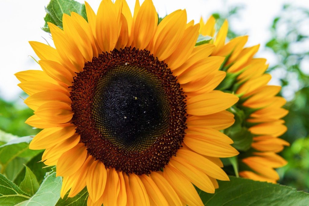 Tournesol Helianthus annuus - Le Jardin de Rodolphe